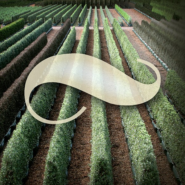 Ilex Largo Instant Hedge | Twining Valley Nurseries