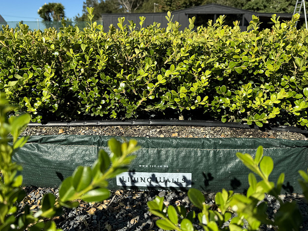 Buxus Japonica Instant Hedge NZ | Twining Valley Nurseries | Twining ...