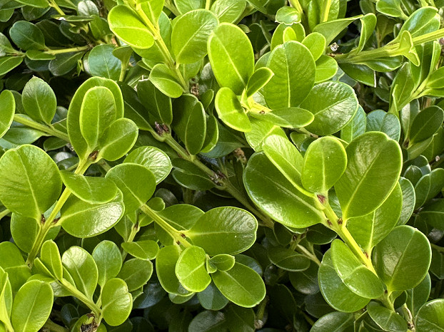 Buxus japonica – Hardy Low Box Hedge | Twining Valley NZ | Twining ...