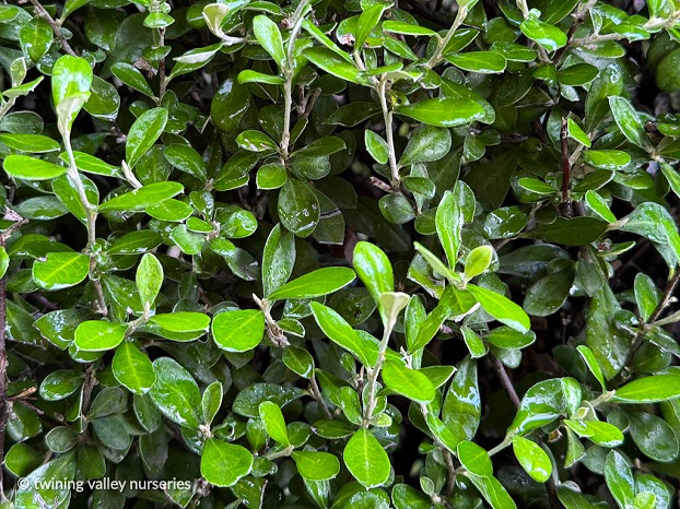Corokia Clover – Fine-Textured Native Hedge NZ | Twining Valley Nurseries