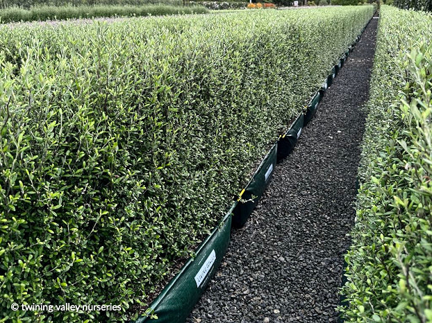 Corokia Clover Instant Hedge NZ | Twining Valley Nurseries | Twining ...