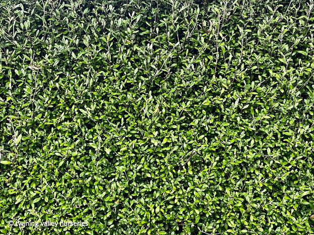 Corokia Clover – Fine-Textured Native Hedge NZ | Twining Valley Nurseries