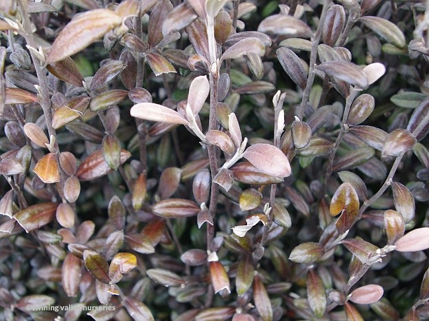 Corokia Frosted Chocolate Instant Hedge NZ | Twining Valley Nurseries ...