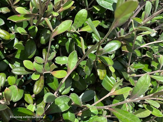 Corokia Frosted Chocolate Instant Hedge NZ | Twining Valley Nurseries ...
