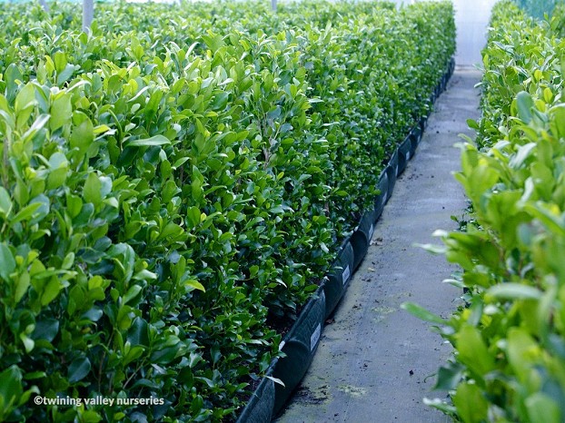 Ficus tuffi Instant Hedge NZ | Twining Valley Nurseries | Twining ...