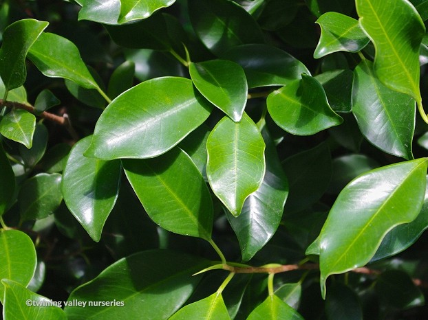 Ficus tuffi Instant Hedge NZ | Twining Valley Nurseries | Twining ...