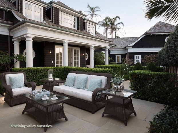 Ficus tuffi Instant Hedge NZ | Twining Valley Nurseries | Twining ...