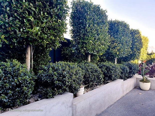 Ficus tuffi Pleached Instant Hedge NZ | Twining Valley Nurseries ...
