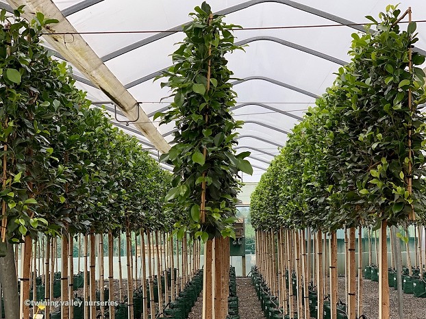 Ficus tuffi Pleached Instant Hedge NZ | Twining Valley Nurseries ...