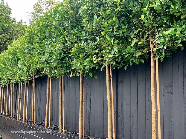 Ficus tuffi Pleached Tree – Tall Pleached Screen Hedge NZ | Twining ...