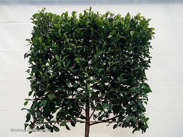 Ficus tuffi Pleached Instant Hedge NZ | Twining Valley Nurseries ...