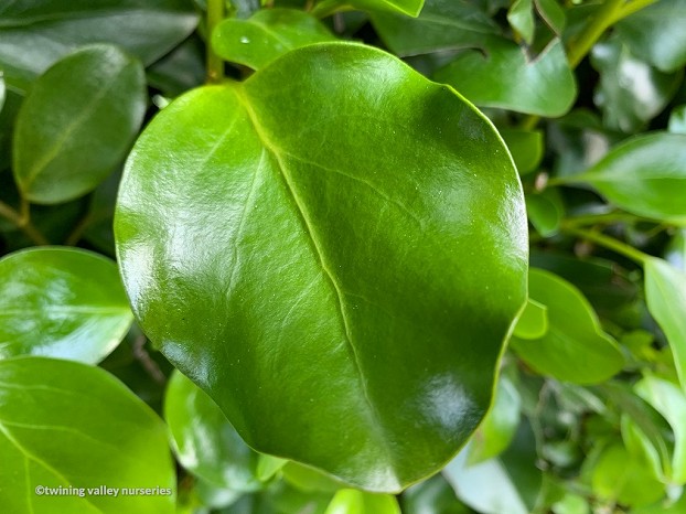 Griselinia Broadway Mint – Popular Native Screen Hedge NZ | Twining ...