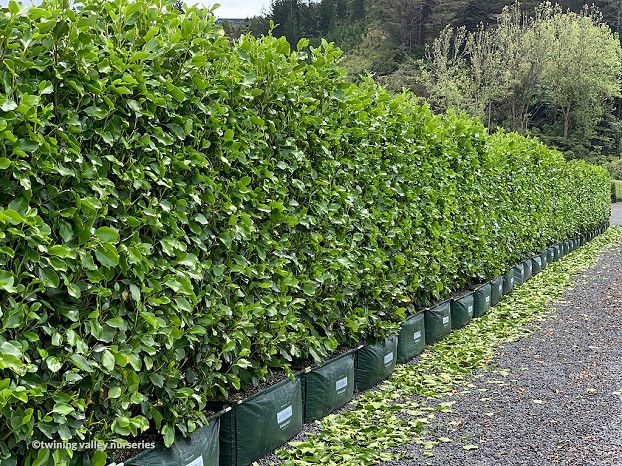 Griselinia Broadway Mint – Popular Native Screen Hedge NZ | Twining ...