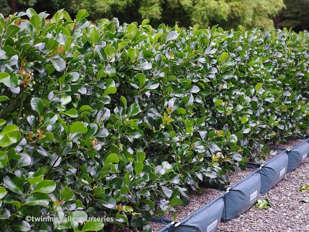 Ilex Hendersonii Instant Hedge NZ | Twining Valley Nurseries | Twining ...