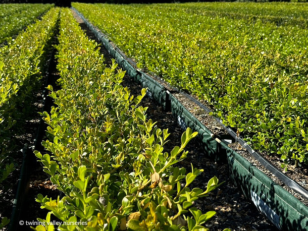 Buxus japonica – Hardy Low Box Hedge | Twining Valley NZ | Twining ...
