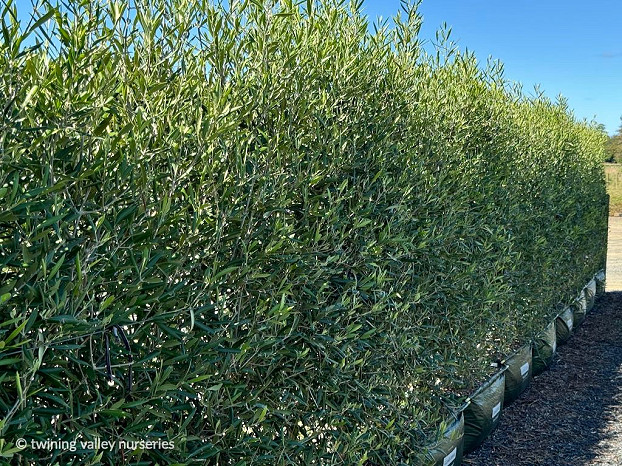 Olea ‘El Greco’ Instant Hedge | Olive Privacy Screen | 1m Sections ...