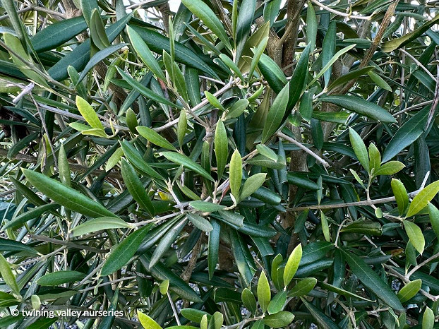 Olea ‘El Greco’ Instant Hedge | Olive Privacy Screen | 1m Sections ...