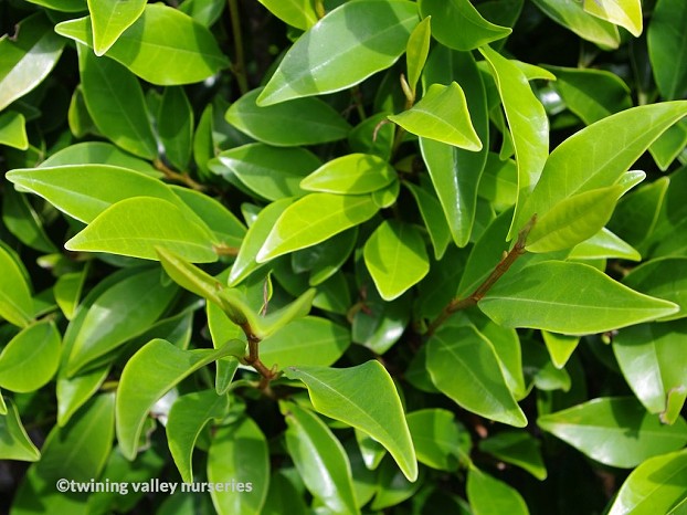 Michelia Figo Instant Hedge | Scented Port Wine Magnolia 1m Units ...