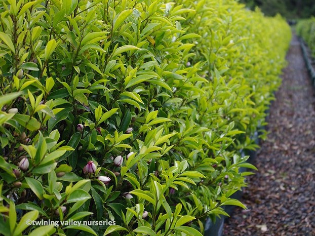Michelia Figo Instant Hedge | Scented Port Wine Magnolia 1m Units ...