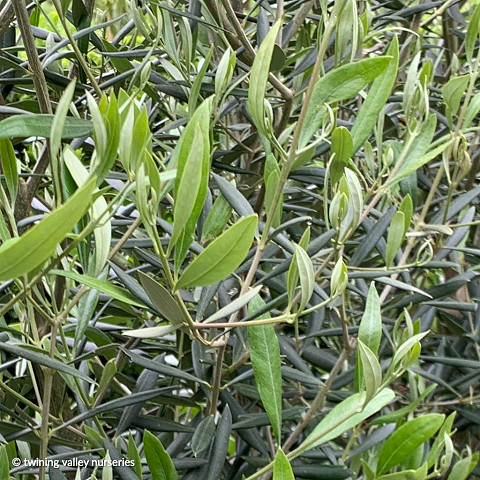 Pleached Screen ™ - designer hedges | Twining Valley Nurseries