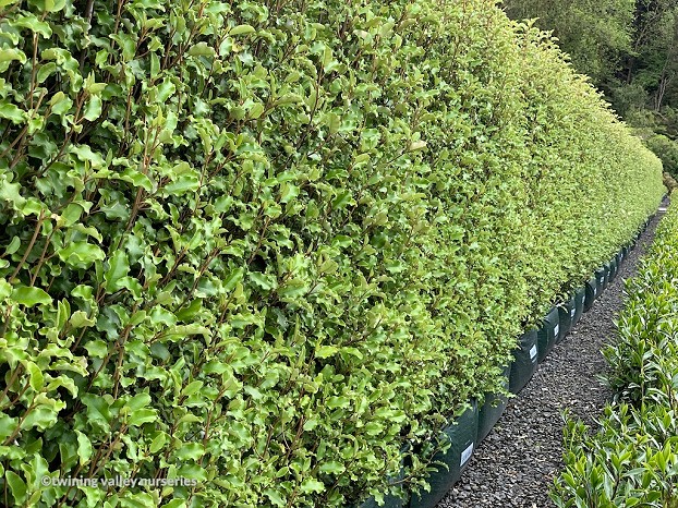 Olearia paniculata – Tall Native Screen Hedge NZ | Twining Valley Nurseries