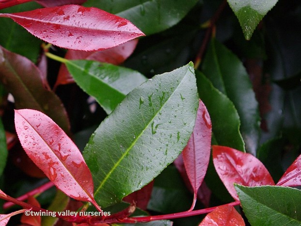 Photinia Red Robin Hedge NZ | Fully-Formed 1m Units | Twining Valley ...