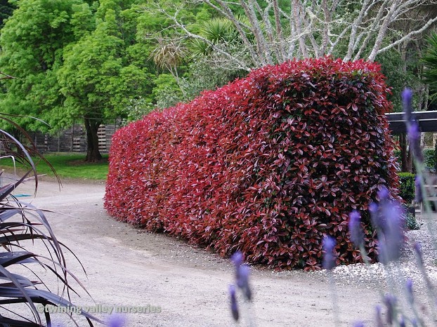 Photinia Red Robin Instant Hedge NZ | Twining Valley Nurseries ...
