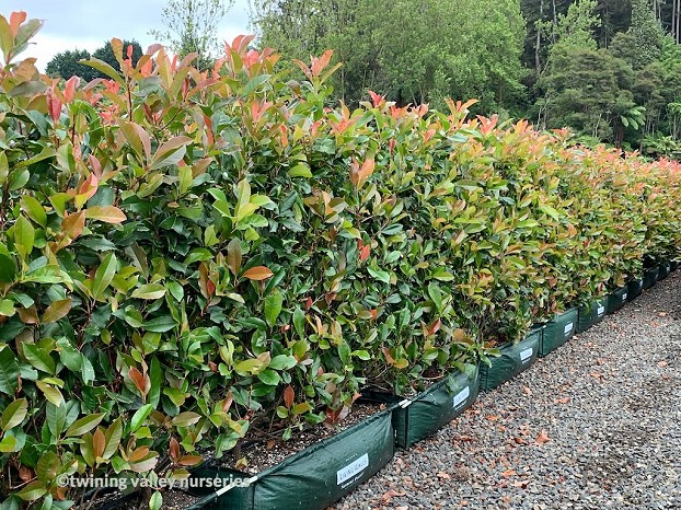 Photinia Red Robin Instant Hedge NZ | Twining Valley Nurseries ...