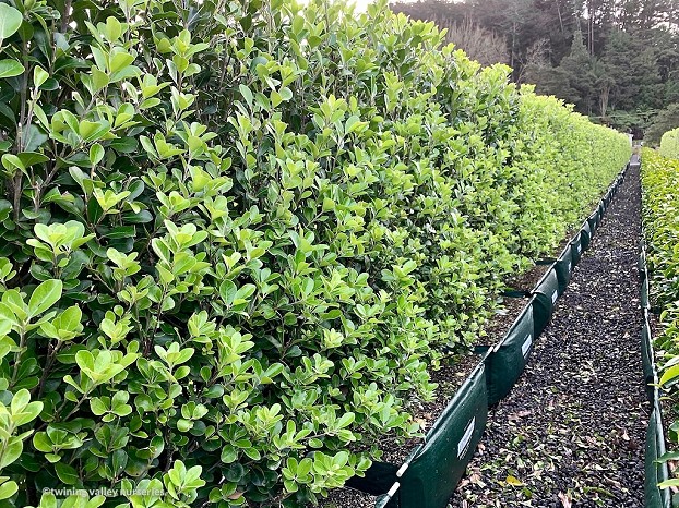 Pittosporum ‘Green Lustre’ instant hedge. | Twining Valley Nurseries