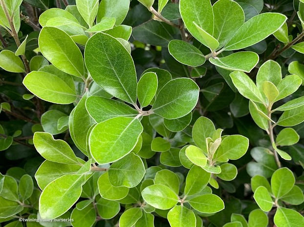 Pittosporum ‘Green Lustre’ instant hedge. | Twining Valley Nurseries