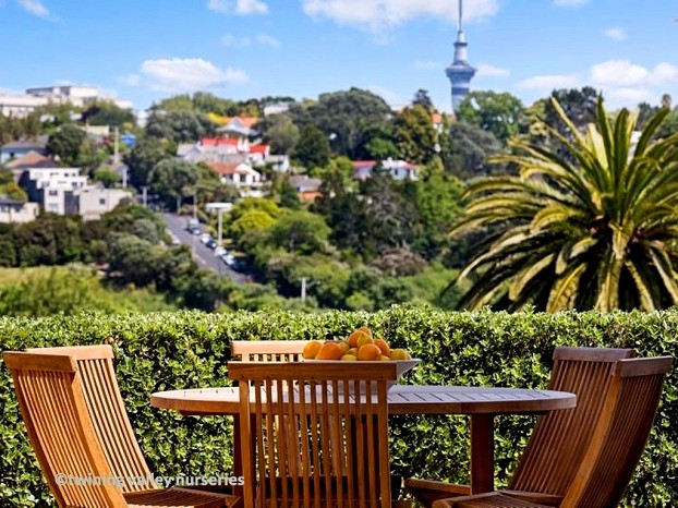Pittosporum Stephens Island – Coastal Native Hedge NZ | Twining Valley ...